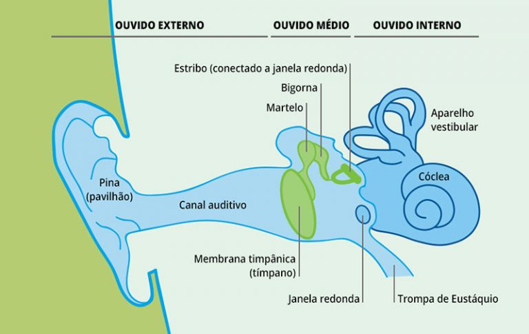 Partes Do Ouvido Humano E Suas Funcoes